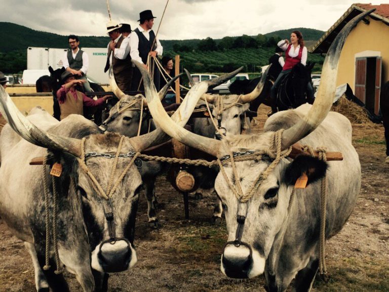 Tuscany’s wild heartbeat: cowboy traditions in Maremma | Italian ...